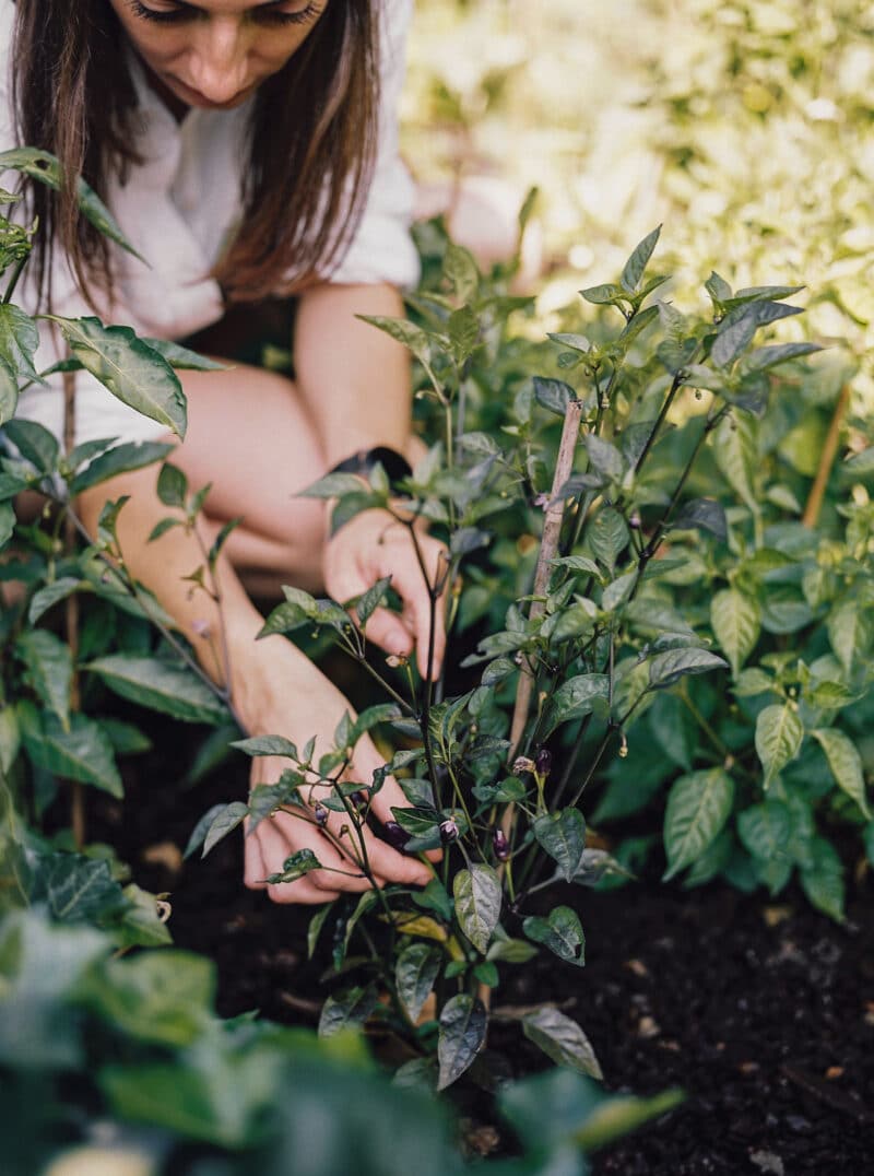 De moestuin in mei: do’s en dont’s deze maand | Miljuschka