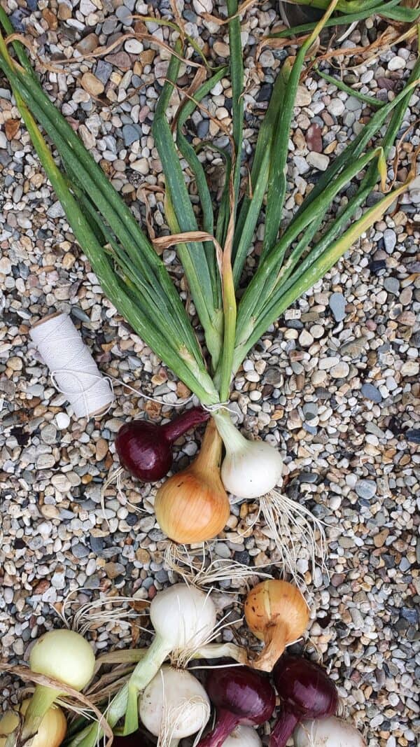 Uien kweken in de moestuin: zo doe je dat - Miljuschka