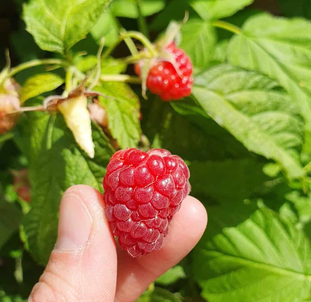 Frambozen kweken in de moestuin: dat doe je zo | Miljuschka