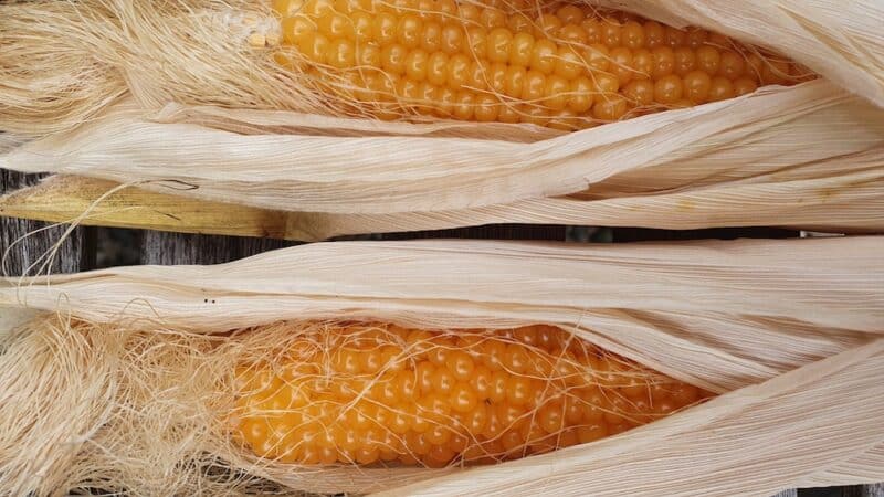 Mais kweken in de moestuin: dat doe je zo | Miljuschka