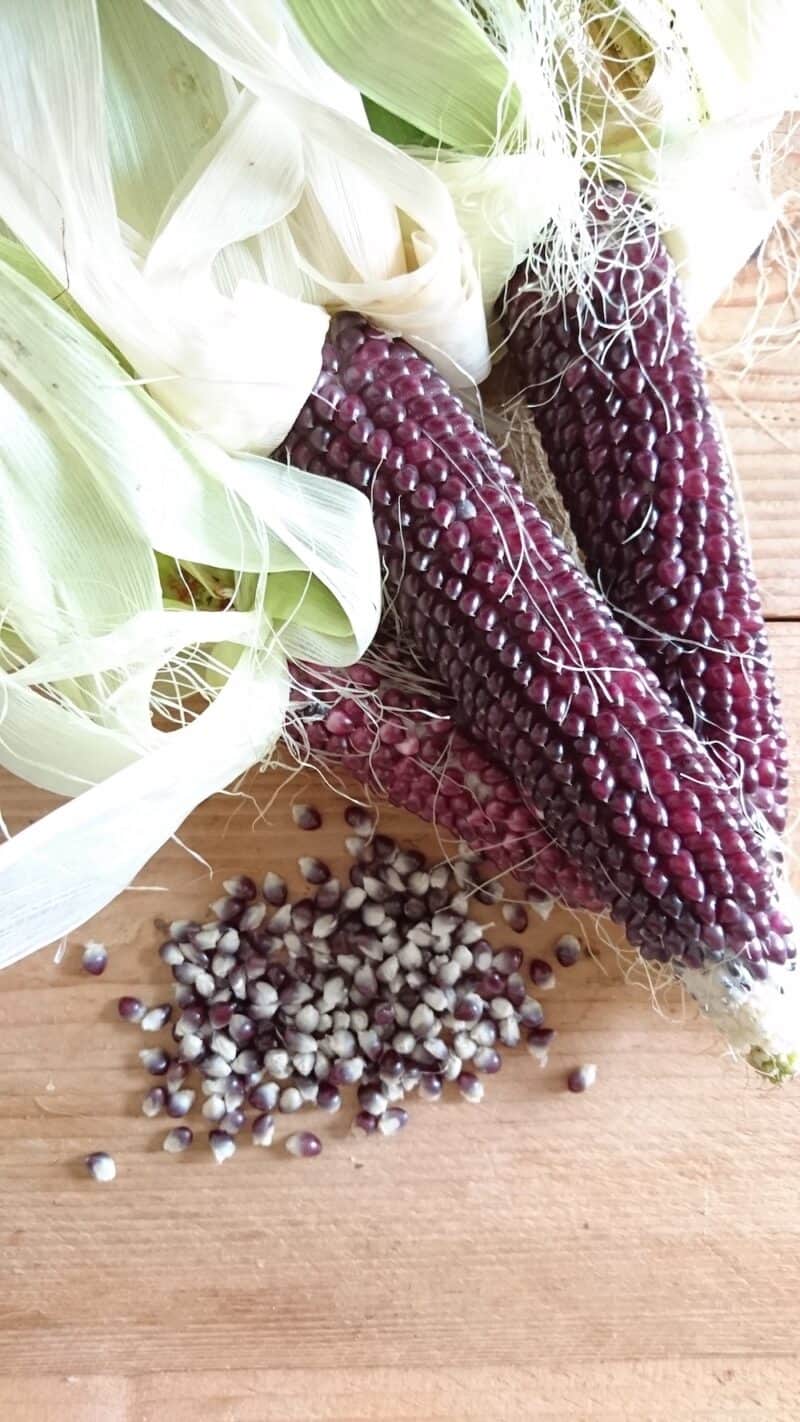 Mais kweken in de moestuin: dat doe je zo - Miljuschka
