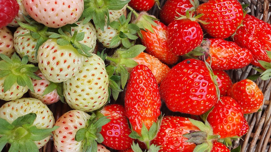 Alles over aardbeien | Miljuschka
