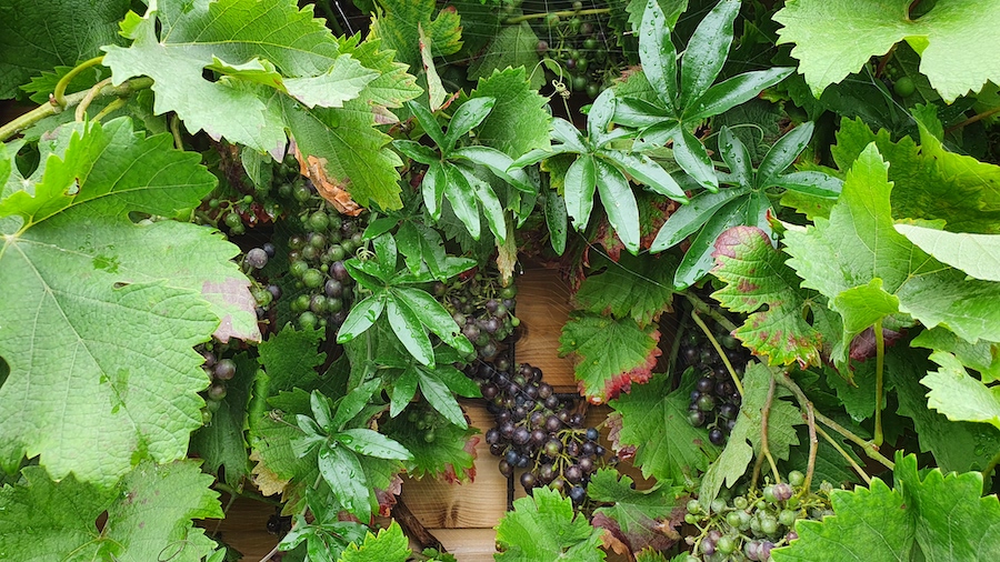 De moestuin in september: do’s en dont’s deze maand | Miljuschka