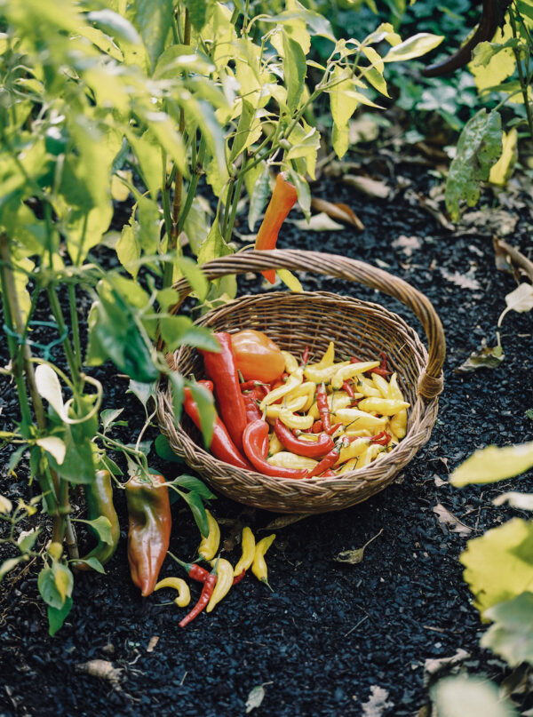 Stevige Mexicaanse runderstoof met poblano pepers | Miljuschka