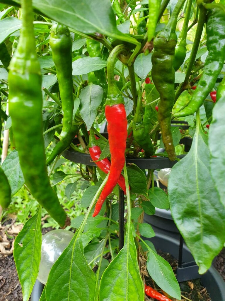 Pepers verbouwen en oogsten in de moestuin | Miljuschka